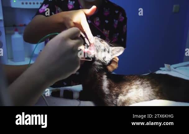 Feline trachea Stock Videos & Footage - HD and 4K Video Clips - Alamy