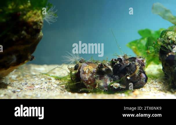 Actinia sp., possibly Diadumene lineata, sea anemone in saltwater ...