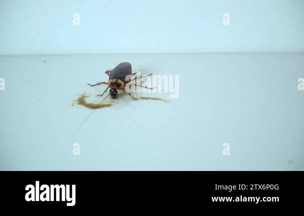 Close up of Cockroach on the table with food.Cockroach eating food ...