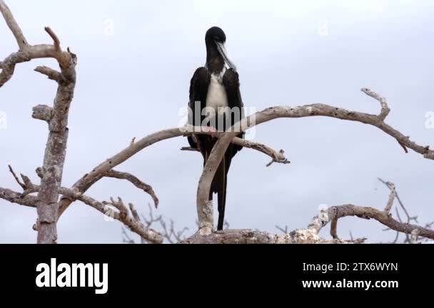 Female Frigate Bird Preens While Sitting in Branch Stock Video Footage ...