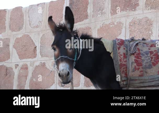 Donkey pack Stock Videos & Footage - HD and 4K Video Clips - Alamy