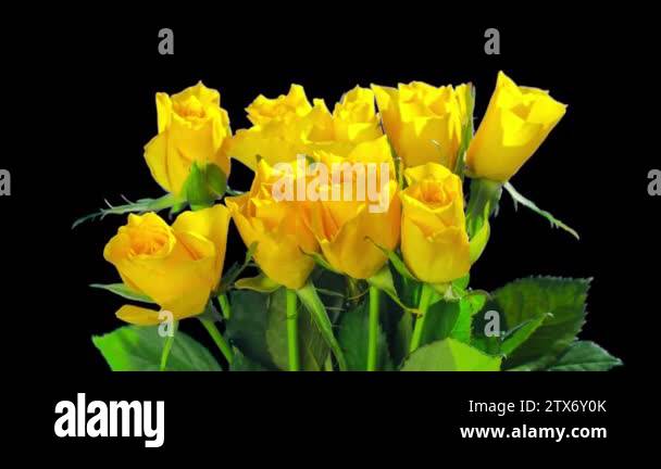 Dead yellow roses Stock Videos & Footage - HD and 4K Video Clips - Alamy