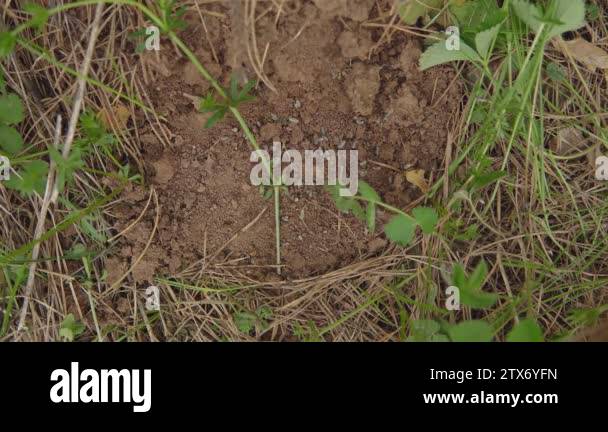 Underground larvae Stock Videos & Footage - HD and 4K Video Clips - Alamy