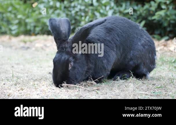 Black Flemish Giant rabbit. The Flemish Giant rabbit is a very large ...