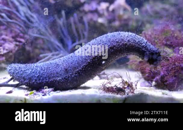 Cucumber fish Stock Videos & Footage - HD and 4K Video Clips - Alamy