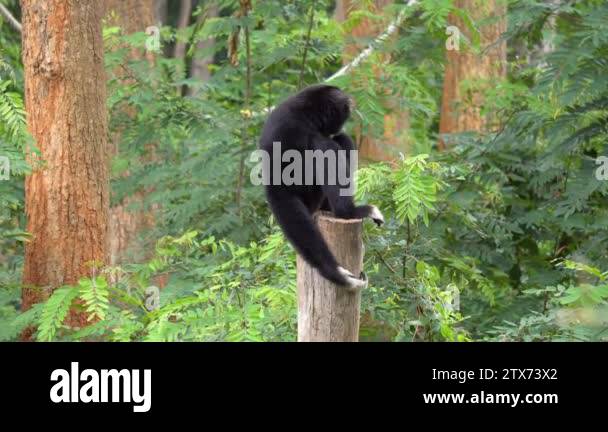 One apes in tree Stock Videos & Footage - HD and 4K Video Clips - Alamy