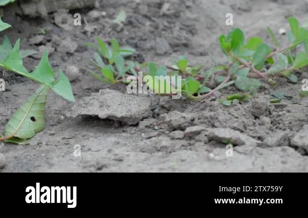 Earth ants ant eggs Stock Videos & Footage - HD and 4K Video Clips - Alamy