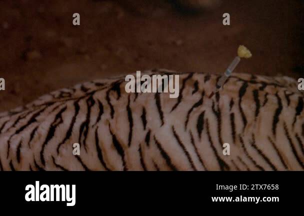 Passed tiger Stock Videos & Footage - HD and 4K Video Clips - Alamy