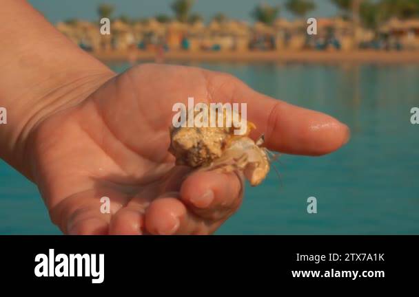 Hermit crab crawls from hand to hand Stock Video Footage - Alamy