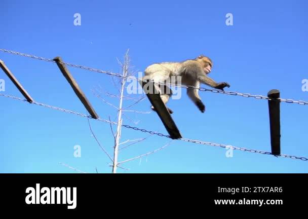 Chimpanzee young climbing Stock Videos & Footage - HD and 4K Video ...