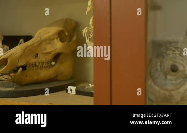 Anthropology laboratory Stock Videos & Footage - HD and 4K Video Clips ...