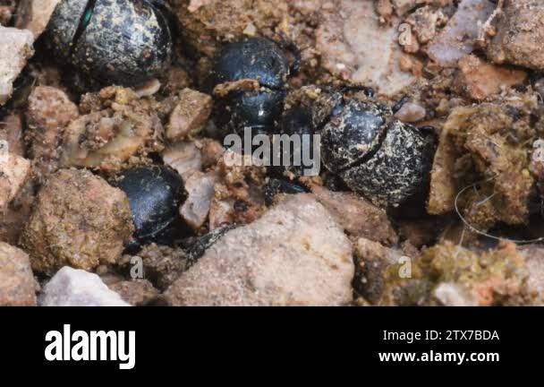 dung beetle, Geotrupidae, beetles, Coleoptera, earth-boring dung ...
