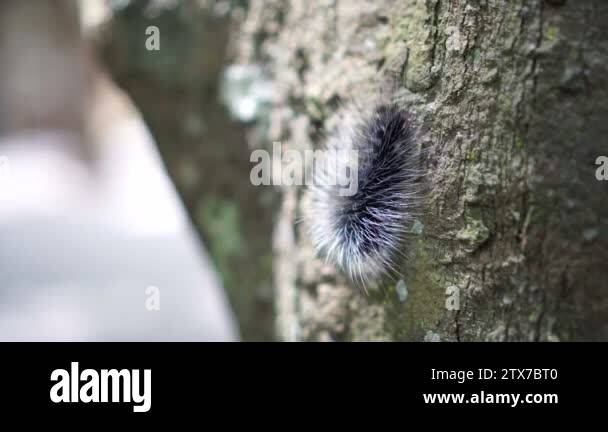 Itchy insect Stock Videos & Footage - HD and 4K Video Clips - Alamy