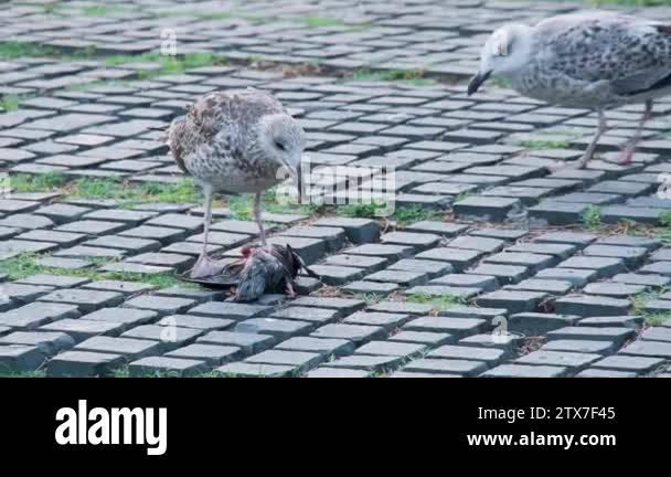Dead plan Stock Videos & Footage - HD and 4K Video Clips - Alamy