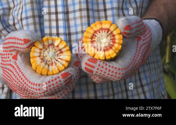 Corn cross section Stock Videos & Footage - HD and 4K Video Clips - Alamy