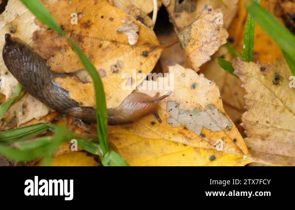 Autumn snail Stock Videos & Footage - HD and 4K Video Clips - Alamy
