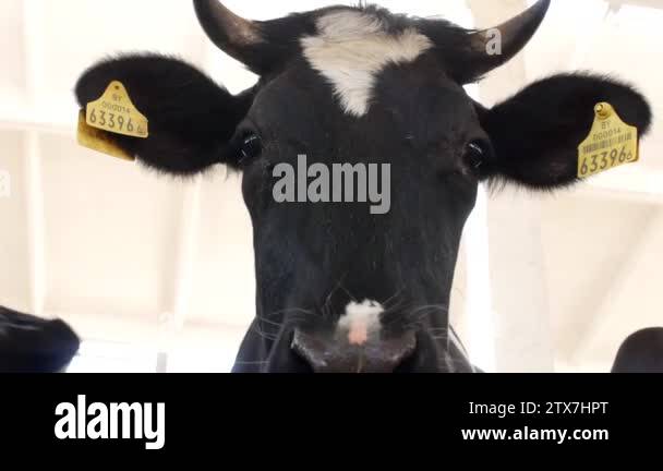 A black cow stands in a stall and looks at the camera, close-up ...