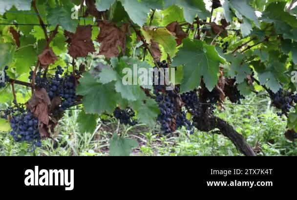 Bunches Of Ripe Red Grapes On A Vine On A Vineyard Farm. Harvest Season ...