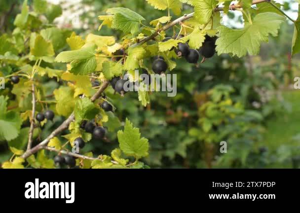 Josta Stock Videos & Footage - HD and 4K Video Clips - Alamy