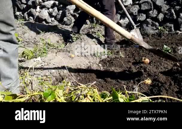 two men in the village digging with shovels the ground to harvest ...