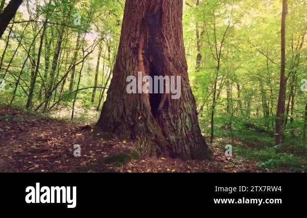 A hole in the tree in the shape of a female reproductive organ. A big ...