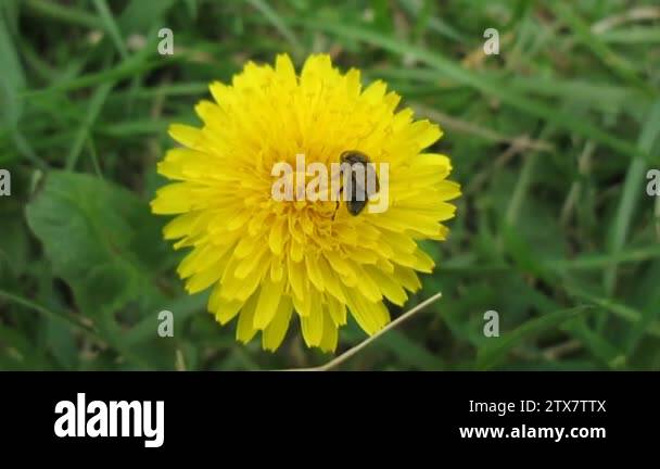 Daisy wheel Stock Videos & Footage - HD and 4K Video Clips - Alamy
