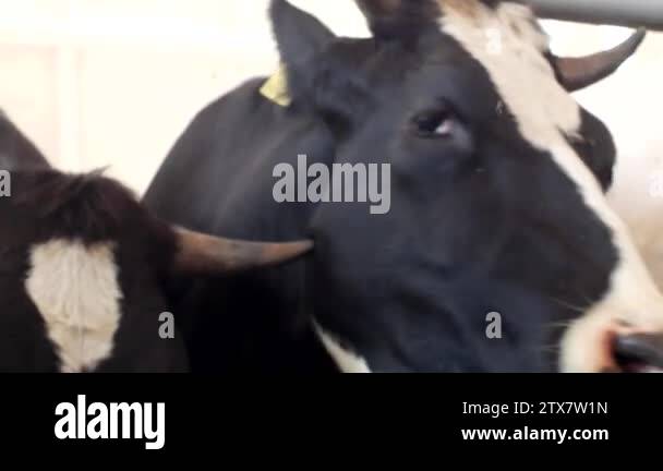 A black cow with white spots stands in the barn and eats grass silage ...
