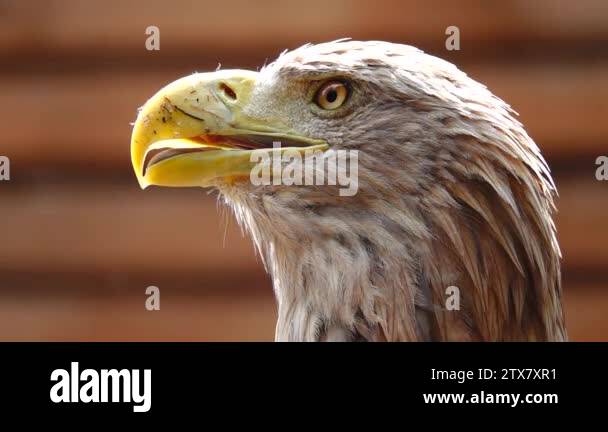 Birds reaction Stock Videos & Footage - HD and 4K Video Clips - Alamy
