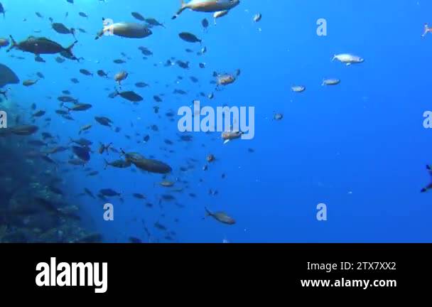 Red sea fusilier fish Stock Videos & Footage - HD and 4K Video Clips ...