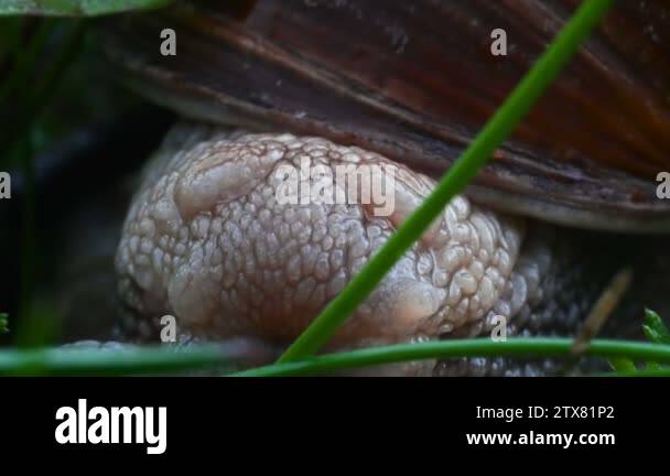 Extra head Stock Videos & Footage - HD and 4K Video Clips - Alamy