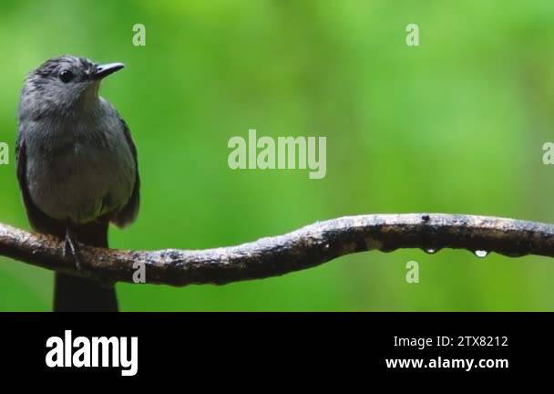 Female catbird Stock Videos & Footage - HD and 4K Video Clips - Alamy