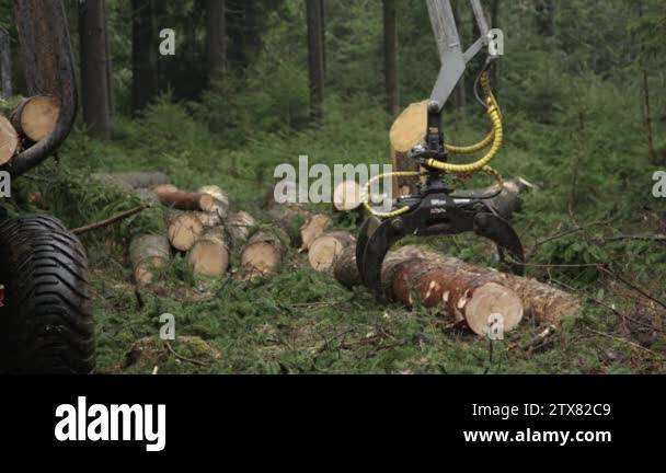 CLOSE UP DOF Harvesting and putting delimbed cut logs and tree trunks ...