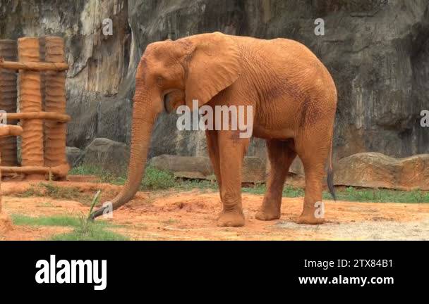 The giant african elephant Stock Videos & Footage - HD and 4K Video ...