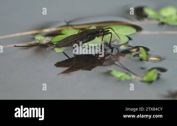 Gerridae are family of insects in order Hemiptera, commonly known as ...