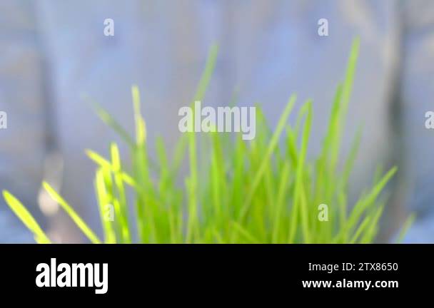 Female hands hold out handful of soil with green grass. Concept of ...