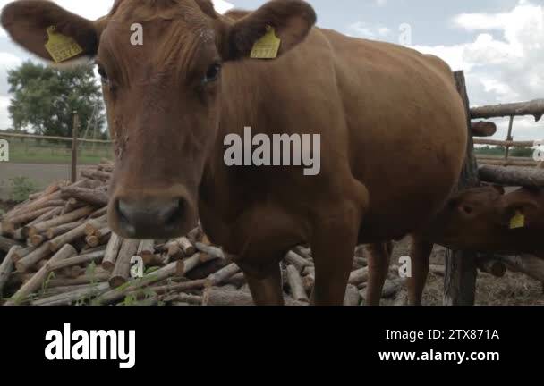 Dairy cows in a farm. Modern farm cowshed with milking cows. Cow in a ...