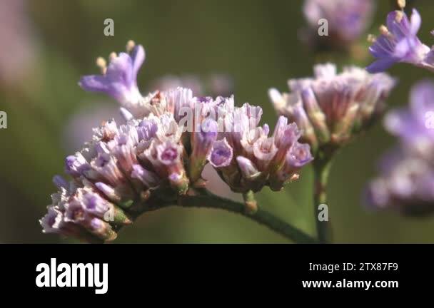 Limonium narbonense, Grows in a wild meadow, midsummer with a warm wind ...