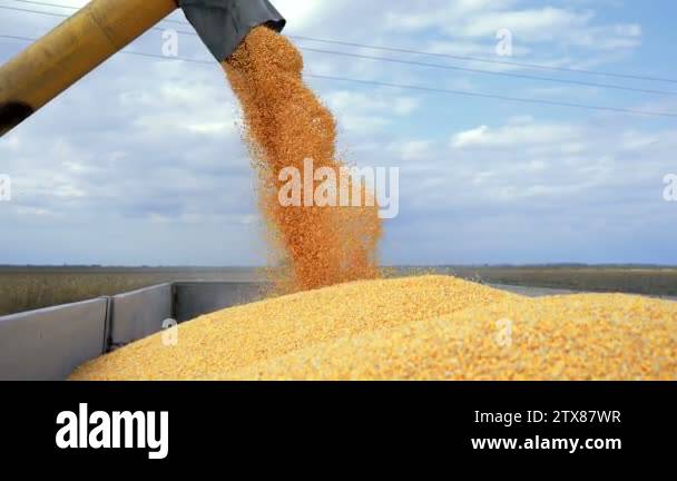 Combine Harvester Harvesting Maize. Corn Falling from Combine Auger ...