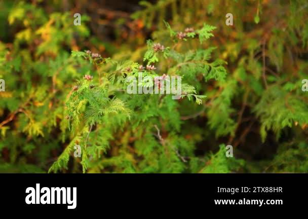 Travellings and pannings of various boreal trees in a forest, at sunset ...