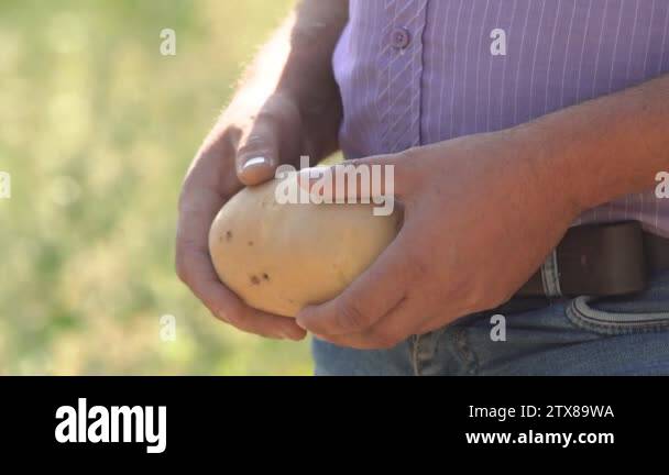 To hand in the hands of a large fruit of potatoes Farmer holding in ...