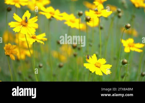 Tickseed coreopsis grandiflora yellow flowers Stock Videos & Footage ...