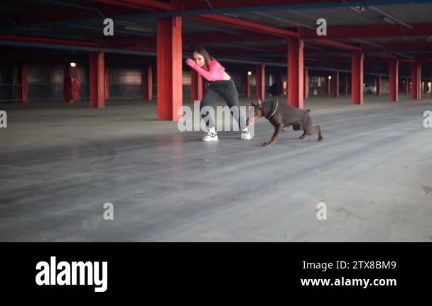 The girl runs with the dog breed Doberman on distillation Stock Video Footage - Alamy