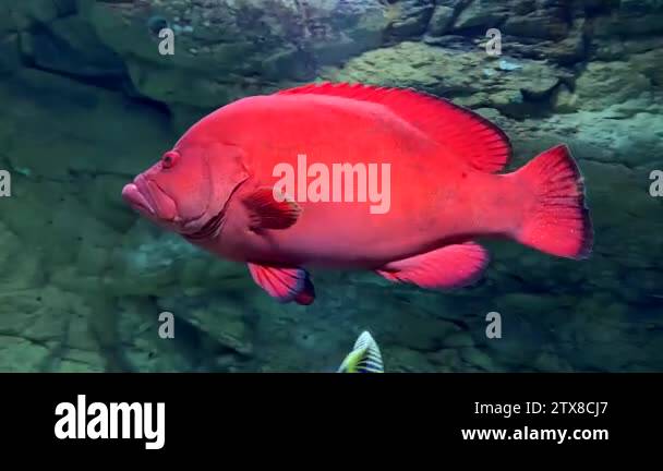 Sea tomato Stock Videos & Footage - HD and 4K Video Clips - Alamy