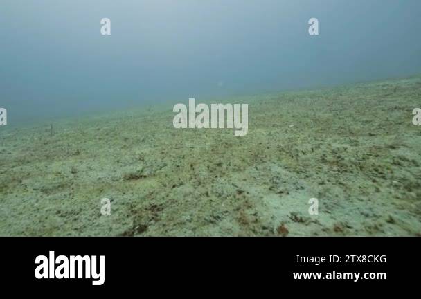 Fish swim on ocean floor in transparent water underwater view. Scuba ...