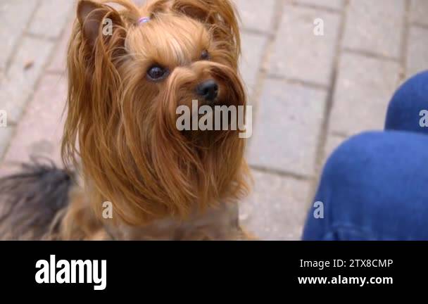 Yorkshire Terrier dog trained. It can perform various commands and tricks. For example, in some ...