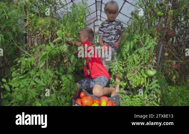 Boys farming Stock Videos & Footage - HD and 4K Video Clips - Alamy
