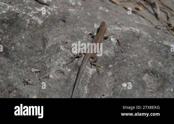 Lizard close up. European green lizard Lacerta viridis , stone and ...