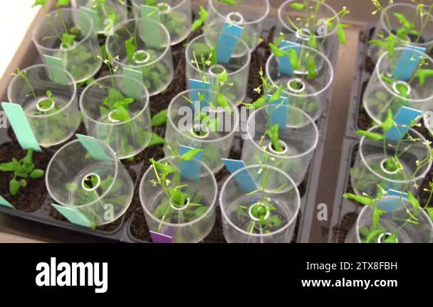 Thale cress and mouse-ear cress or Arabidopsis thaliana is an important ...