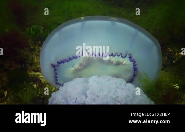 The jellyfish fell to the bottom and dies (Rhizostoma pulmo), commonly ...