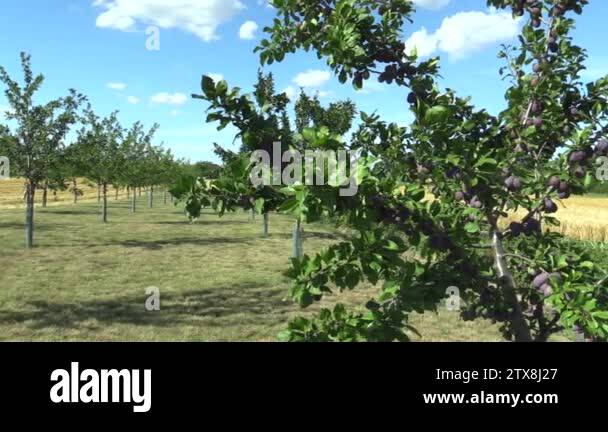 Plum Prunus domestica, variety Jojo, tree orchard homegrown, fruits ...